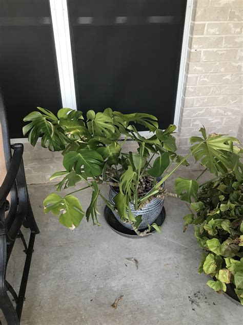 adding support “late” r monstera
