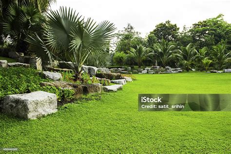 Padang Rumput Hijau Di Taman Foto Stok Unduh Gambar Sekarang Alam