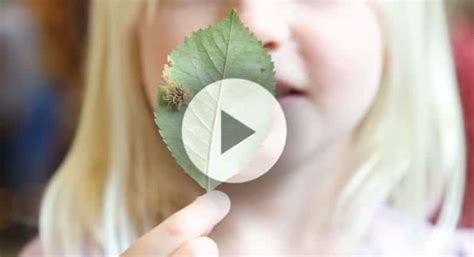 What Is Cedar Apple Rust Disease Morgridge Institute For Research