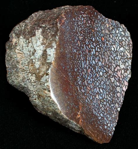 Agatized Dinosaur Bone Chunk Polished 6432 For Sale