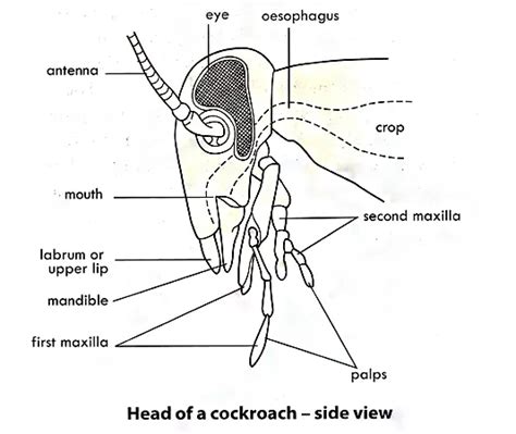 Comprehensive Guide To Cockroaches Structure Life Cycle And