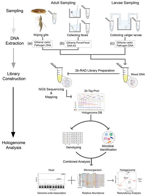 实验室在动态hologenome分析技术研发方面取得重要进展 贝类遗传与演化研究室
