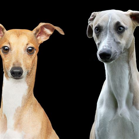 Teacup Miniature Italian Greyhound