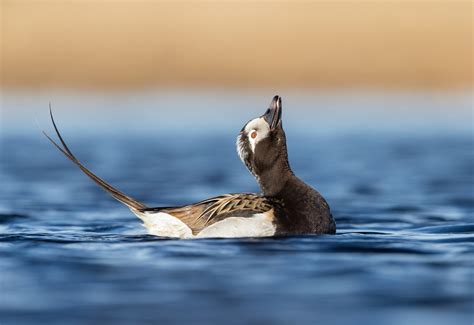 Long Tailed Duck Audubon Field Guide