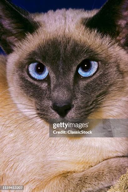 Siamese Cat Face Photos And Premium High Res Pictures Getty Images