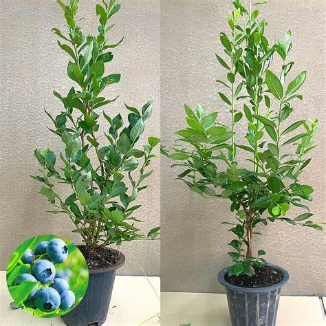 라라런던농원 왕블루베리묘목 블루베리나무 4년생 재배 키우기 듀크 위시버킷 라라런던농원 왕블루베리묘목 블루베리나무 4년생 재배 키우기 듀크 위시버킷
