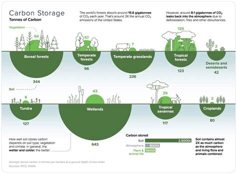 Rutuparnna Dash On Linkedin Wetlands Carbonstorage Worldwetlandsday