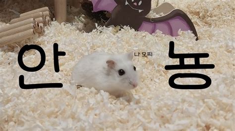 [ 모찌언냐 ] 모찌의 아침일상 햄스터 브이로그 햄스터키우기 Youtube