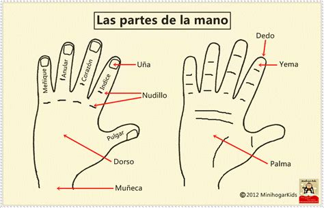 Hola Spaniola Las Partes De La Mano Partile Mainii