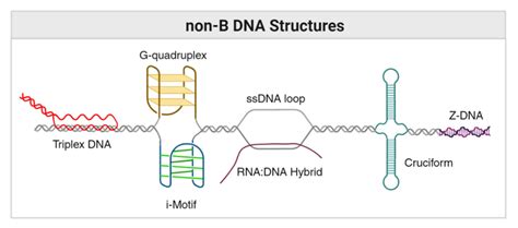 non b dna structures various types of dna repeats or motifs can form