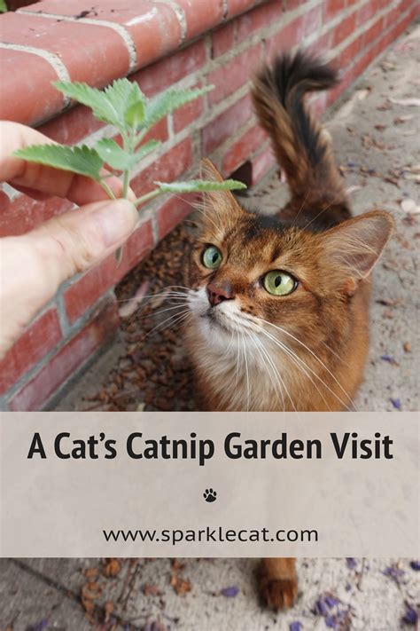 Checking Out My Catnip Garden With Video Summer S Fabulous Cat Life