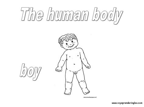 Recolectar 149 Imagen Dibujos Del Cuerpo Humano Para Pintar E Imprimir