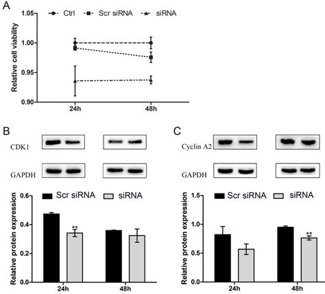 Circhipk3 Knockdown Represses The Proliferation Of Hc11 Cells A