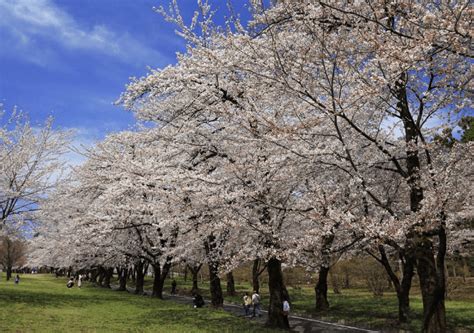 【地図】群馬県おすすめ桜スポット7選 春ドライブ・春ツーリングでお花見へ 車やバイクで行く桜名所 Gataｰlog