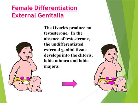 Hijra Genital Organ Picture