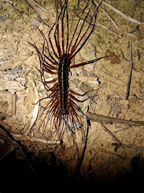 Scutigera Coleoptrata Linnaeus 1758 Jeniang Kedah Mal… Flickr
