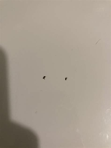 Fleas Or Bedbugs Rbedbugs