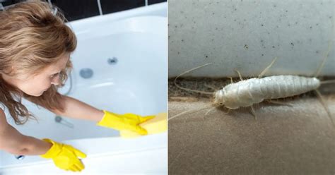 Как избавиться от мокрицы в ванной