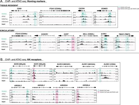 Figures And Data In The Transcription Factor Runx2 Drives The Generation Of Human Nk Cells And
