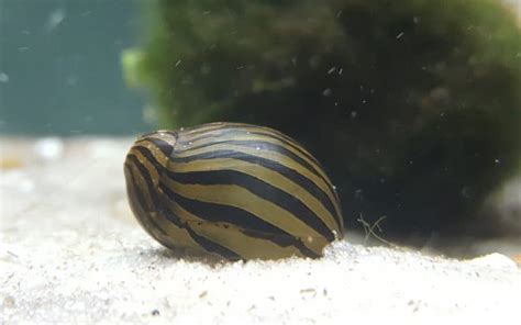 Nerite Snail Care Guide The Ultimate Aquarium Cleaner