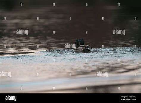 Selective Of Male Mallard Ducks Wading In A Lake Stock Photo Alamy