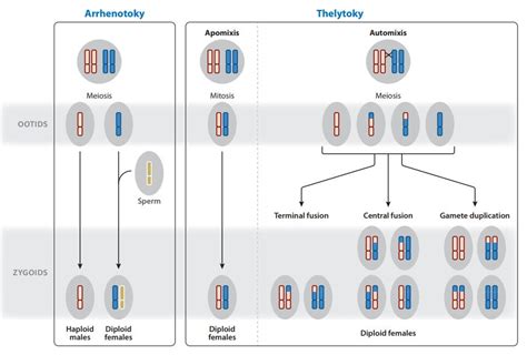 Parthenogenesis In Insects Synthesis
