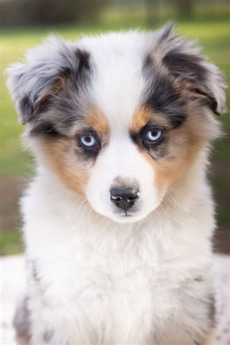 Miniature American Shepherd Royaume Des Galopins