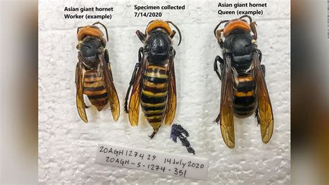 First Murder Hornet Trapped In Washington State Cnn