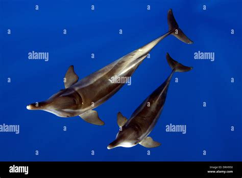 A Pair Of Rough Toothed Dolphins Steno Bredanensis Flies By Inside Of