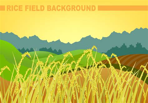 Rice Field Background Vector 107972 Vector Art At Vecteezy