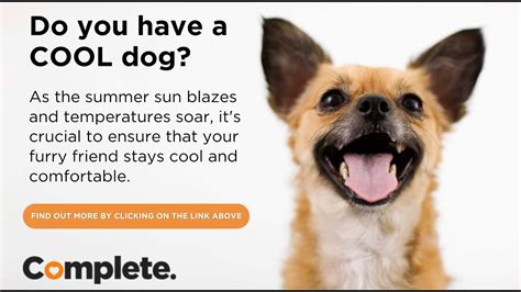 How To Keep Your Dog Cool In Summer
