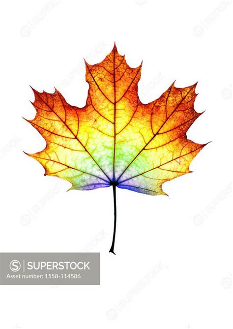 Fall Foliage Maple Leaf Colorfully Color Gradation M Leaves Maple Foliage Fallen