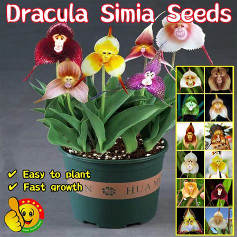 ปลกงาย ปลกไดทวไทย เมลด ซอง เมลดกลวยไมหนาลง Rare Dracula Simia Seeds Monkey