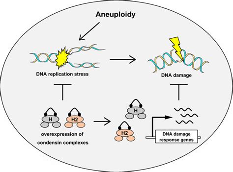 Speculative Functions Of Condensin Complexes In Cancer Cells
