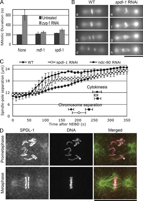 Spdl 1 Is Required For Proper Chromosome Segregation And Sac