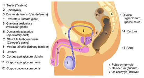 Anal Sex Wikiwand