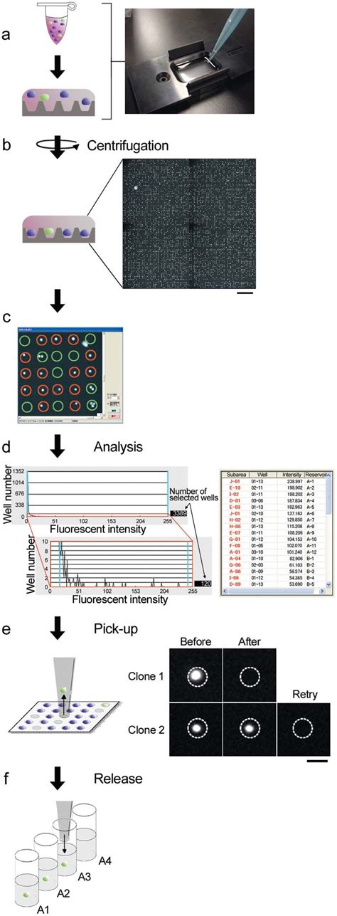 flow chart of the automated single cell analysis and isolation