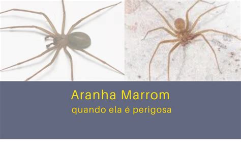 Acidentes Causados Por Picada De Aranha Marrom
