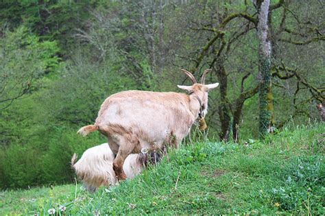 Photo Libre De Droit De Chèvre Dans Lherbe Et Les Pissenlits Dans La