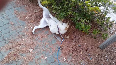 공장 진돗개 낙법 연습 L 어이쿠야 Youtube