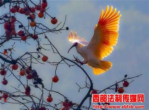 洋縣模式守住綠水青山將它轉化為金山銀山 每日頭條