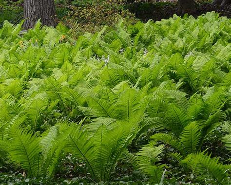 Matteuccia Struthiopteris Ostrich Fern Wholesale Perennials Bareroot