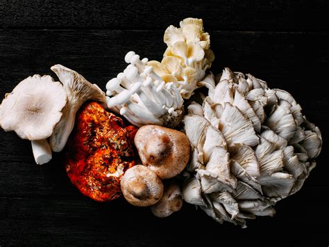 5 Examples Of Fungi