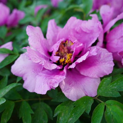 Paeonia Rockii Flare Vintage Peony