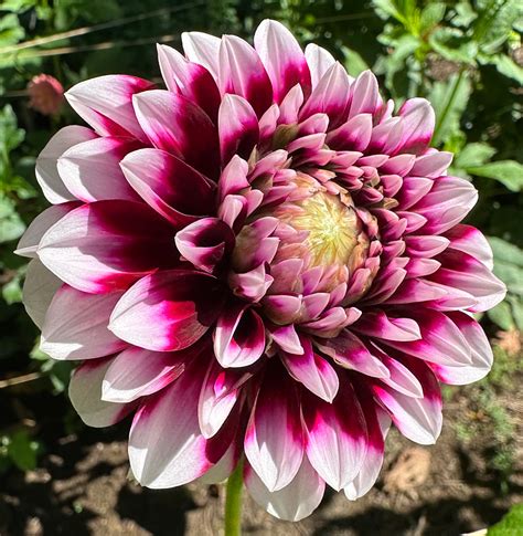 Tomo Honey Bee Dahlias