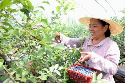 安徽铜陵采摘蓝莓 供应市场 人民图片网