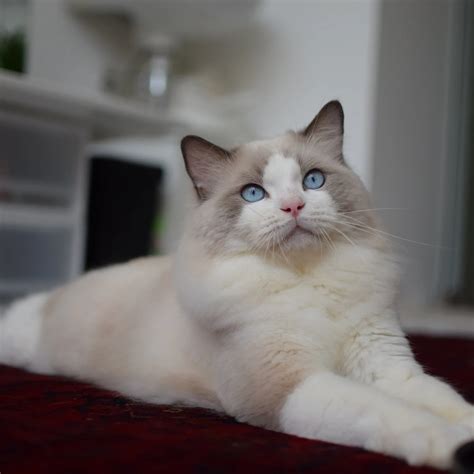 Colours And Patterns — Playground Ragdolls