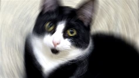 Lost Lyft Cat Tux Found After Driving Entire Company City And