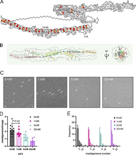 Mst1 Contains Multiple Disulfide Bonds Organized In A Spiral Like Way Download Scientific