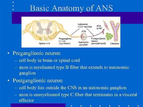 Chapter 14 Autonomic Nervous System The Autonomic